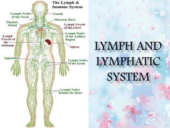 Lymphatic Organs Lymph | Definition, Composition & Formation Video