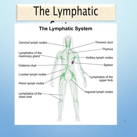 Lymphatic System anatomy and physiology ppt | PPT