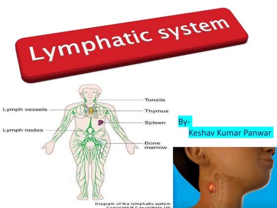 PPT on Lymphatic system | PPTX