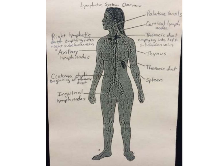 Lymphatic system diagrams