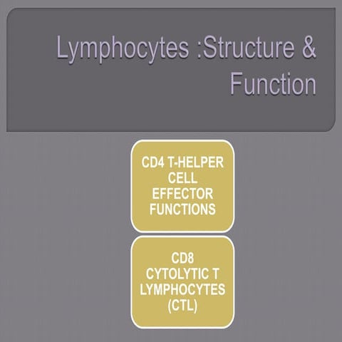 Lymphocytes : Structure & immunological Function | PPTX