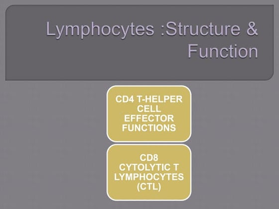 Lymphocytes | PPT