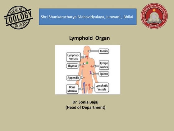 Lymphoid organs ppt | PPT