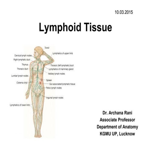 lymphoid_tissue.pdf