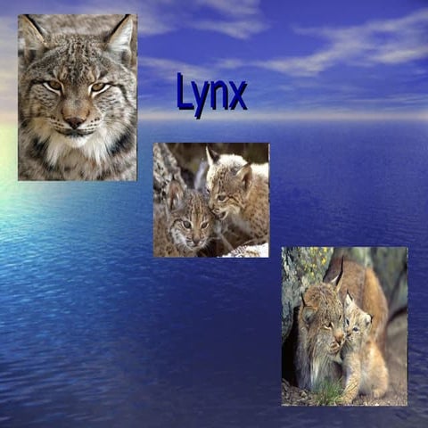 Lynx Megan Staffanou | PPT