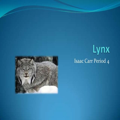 Lynx | PPTX | Cats | Pets