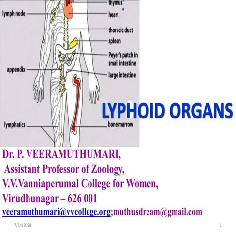 Lyphoid organs | PPT