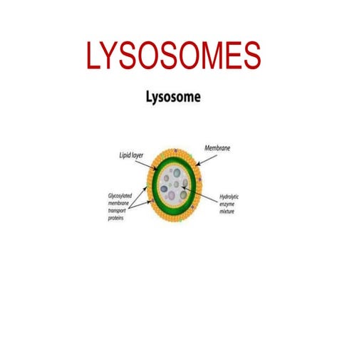 Lysosomes Structure And Functions 123456789pptx Pptx