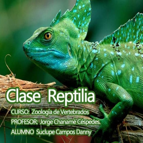 20. Class Reptilia Notes | PPT