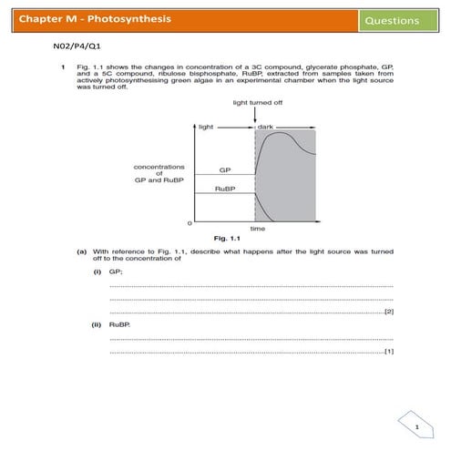 Photosynthesis Revision | PDF | Biological Sciences | Science