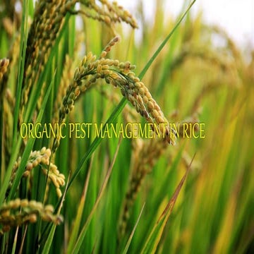 Organic pest management in rice | PPTX