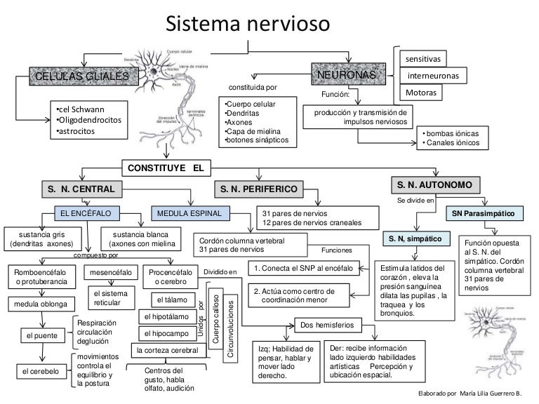 Mapa Conceptual Sistema Nervioso