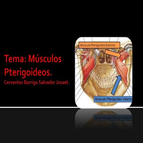 Origen E Inserción Del Músculo Pterigoideo Lateral