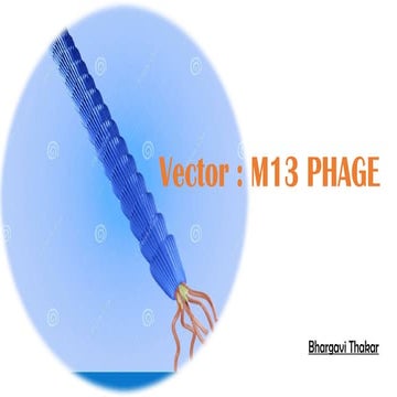 M13 phage vector with Lifecyle, genome feature, vector making ...