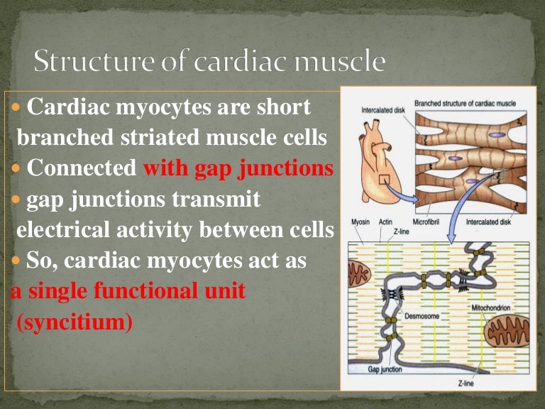 Structure of the Cardiac muscles