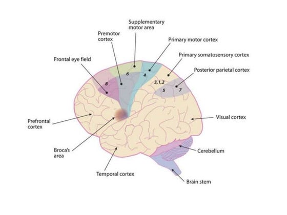 Posterior Parietal Cortex! | PPT