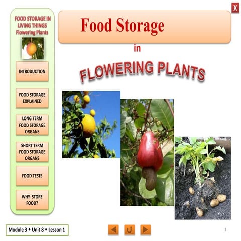 Biology M3 Food Storage in flowering plants | PPTX