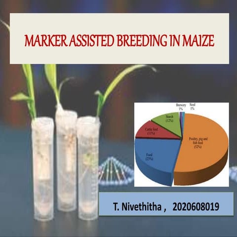 Marker Assisted Breeding in Maize | PPTX