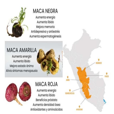 maca 1.docx