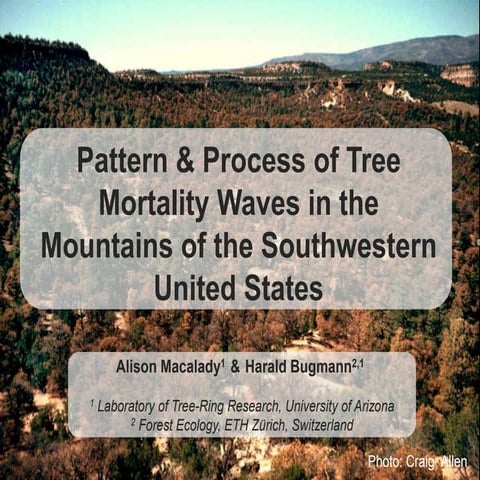 Pattern & Process of Tree Mortality Waves in the Mountains of the ...