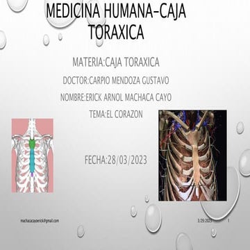 caja toraxica | PPTX