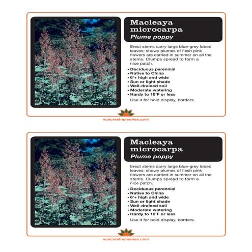 Macleaya microcarpa label | PDF