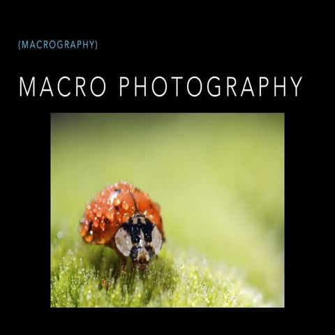 Macrography | PDF | Photography | Arts and Crafts