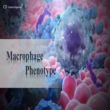 Macrophage phenotype | PPT