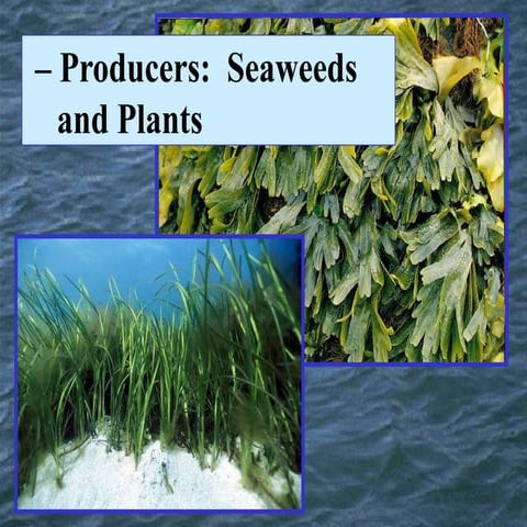 identification Macrophytes and plants.pptx
