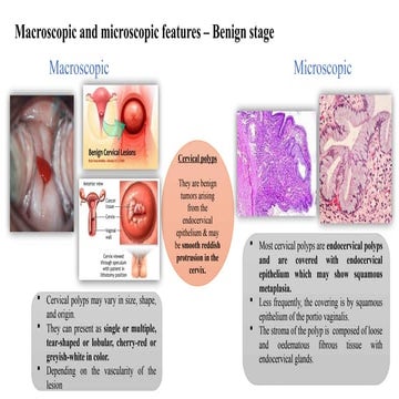Macroscopic and microscopic features NEW.pptx