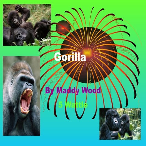 Maddison w gorilla power point | PPT