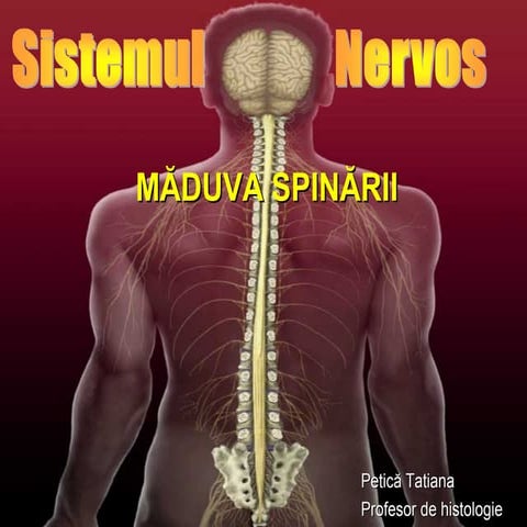 Maduva spinarii | PPT