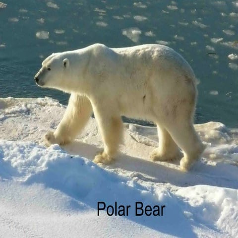 Polar Bear | PPT