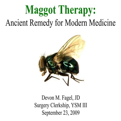 Maggot Therapy | PPTX