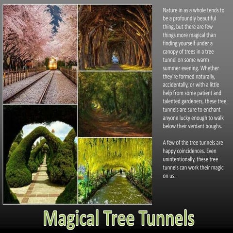 Magical Tree Tunnels | PPT