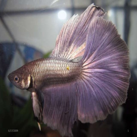 Magnificent Siamese Fighting Fish | PPSX