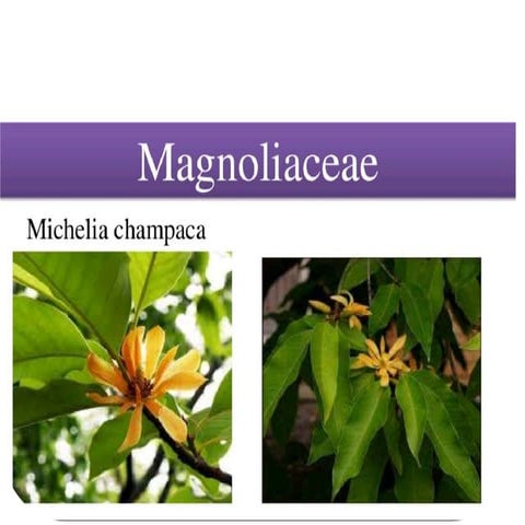 Magnoliaceae Family | PPTX | Biological Sciences | Science