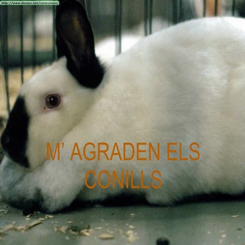 M agraden_els_conills | PPT
