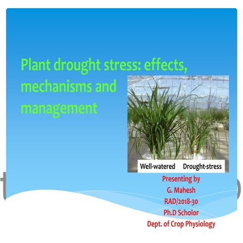 plant drought effects, mechanisms and management | PPTX | Agriculture ...