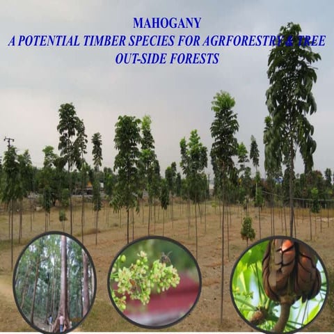 Mahogany - A TREE FOR HEALTH AND WEALTH | PPT | Woodworking | Arts and ...