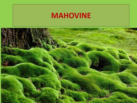 Mahovine, osnovne osobine, građa, raznovrsnost i značaj | PPTX