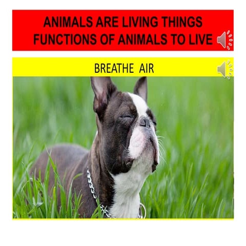 Main living functions of animals (1) (1) | PPT