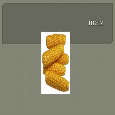 El MAÍZ | PPTX