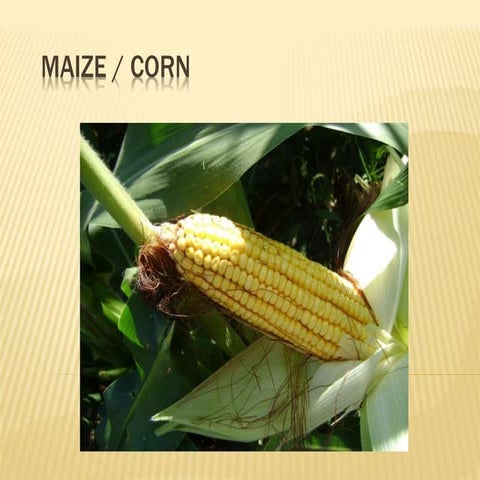 Maize | PPT