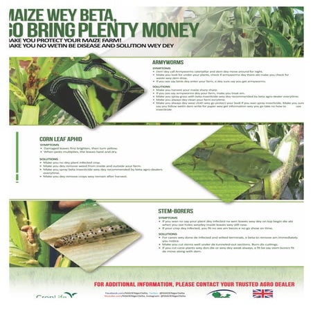 Maize: Solutions to Pests and Diseases (Pidgin) | PDF