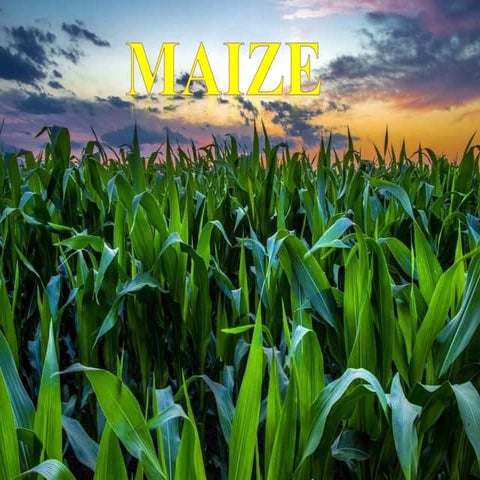 Maize Field Crop | PPTX