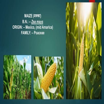 Maize cultivation |मक्का की खेती | PPTX