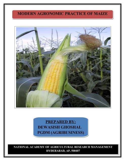 Botany of maize | PPT