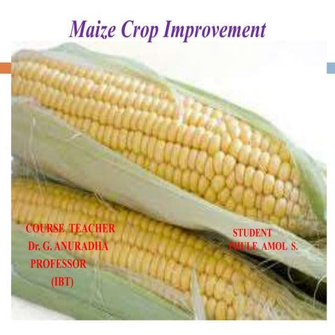 Maize Crop Improvement ..... PPT....ID No - RAD- 2013 - 42.pptx
