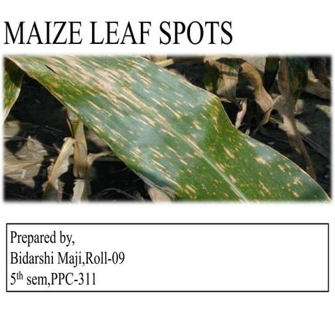 maizediseases-220219150941.pdf